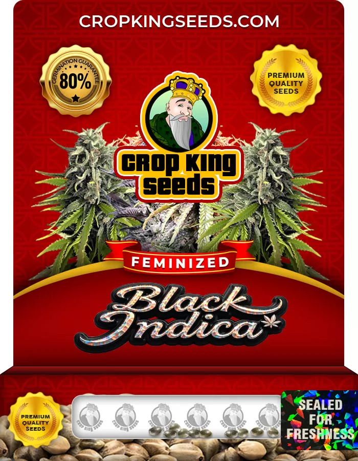 Buy Toad Venom Strain Feminized Marijuana Seeds | Crop King Seeds