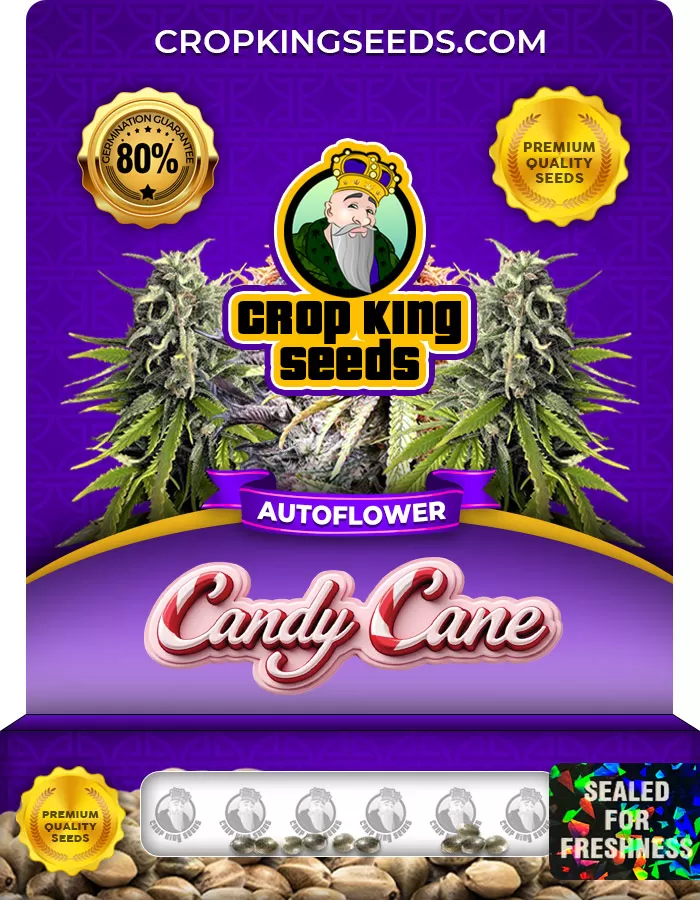 Candy Cane Autoflower Seeds – 17% THC, 7‑Week Harvest