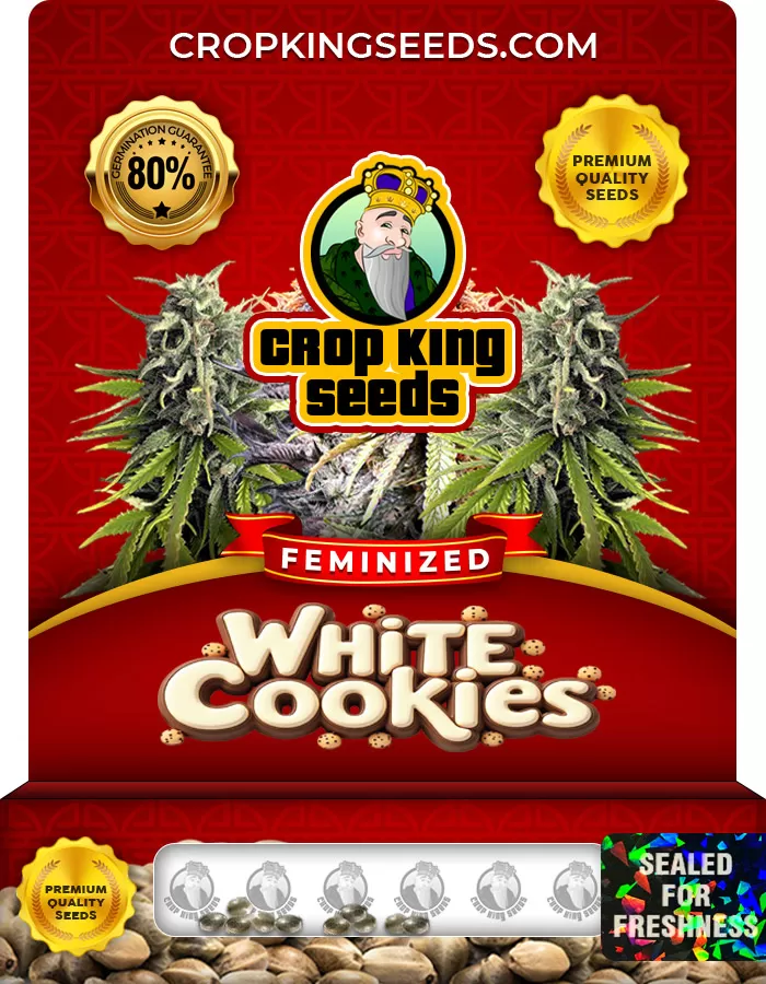 Glitter Glue Feminized Marijuana Seeds | Crop King Seeds