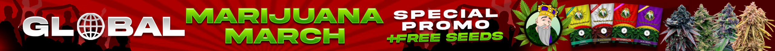 Buy Cookie Haze Feminized Marijuana Seeds | Crop King Seeds