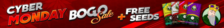 Buy Jack Herer Strain Autoflower Marijuana Seeds | Crop King Seeds