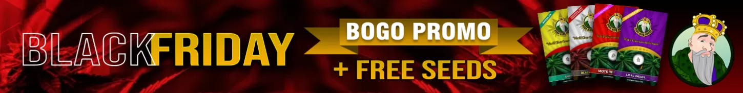 Buy Jack Herer Strain Autoflower Marijuana Seeds | Crop King Seeds