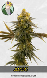 Buy CBD ACDC Strain (1:18) Marijuana Seeds | Crop King Seeds
