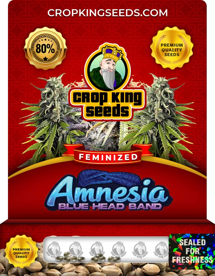 Amnesia Blue Head Band Feminized Marijuana Seeds | Crop King Seeds