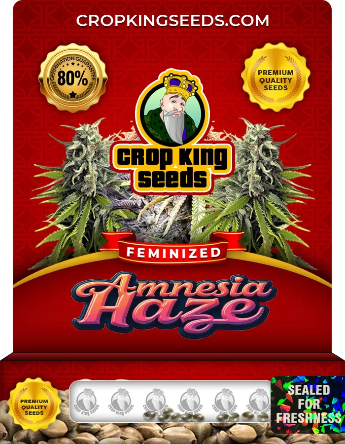 Amnesia Haze Feminized Seeds – High THC, Fast Flowering