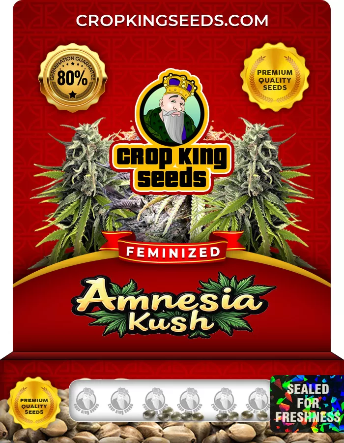 Amnesia Kush Feminized Marijuana Seeds | Crop King Seeds