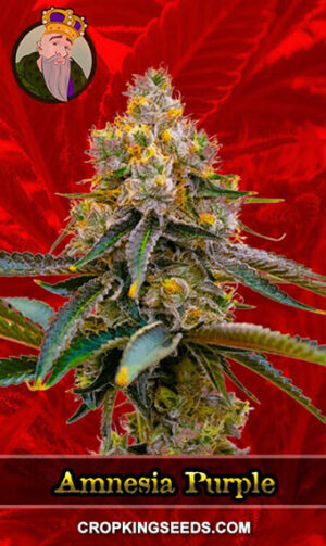 Buy Amnesia Purple Strain Feminized Marijuana Seeds | Crop King Seeds