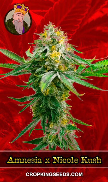 BUY Amnesia X Nicole Kush Feminized Marijuana Seeds BUY Amnesia X Nicole Kush Feminized Marijuana Seeds