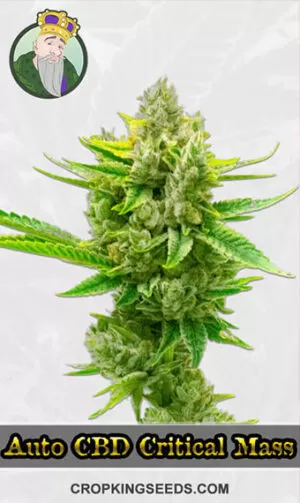 Buy Marijuana CBD Seeds - Crop King Seeds