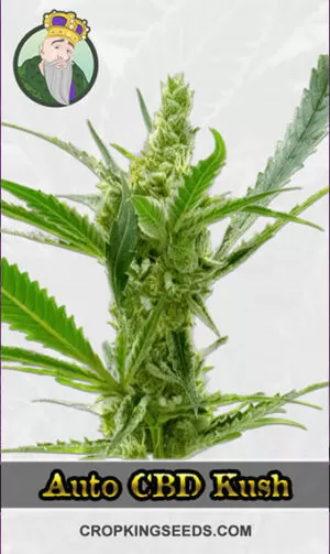 Buy Marijuana CBD Seeds - Crop King Seeds