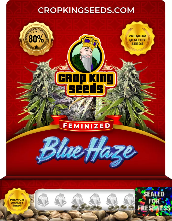 Blue Haze Feminized Seeds - Potent & Flavorful | 23% THC