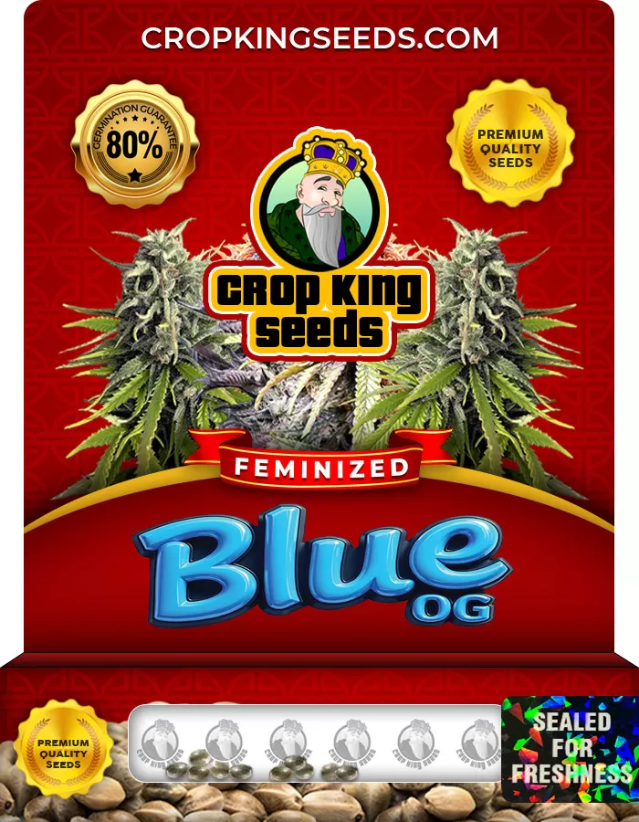 Blue OG Feminized Seeds - Sweet & Calming | 19% THC