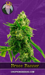Buy Bruce Banner Strain Autoflower Marijuana Seeds | Crop King Seeds