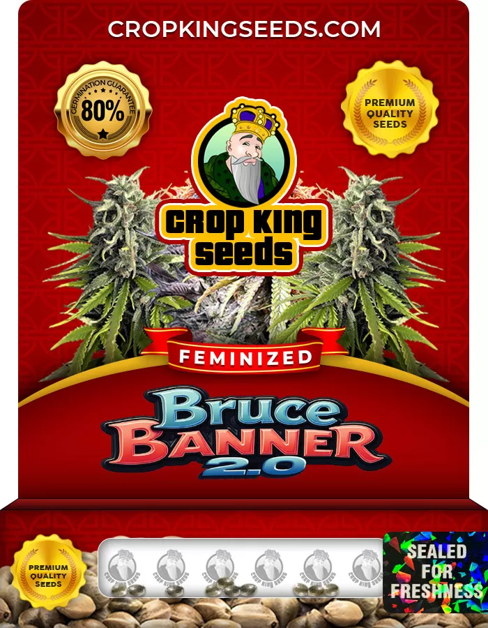 Bruce Banner 2.0 Feminized Seeds – 30% THC Power | Easy Grow