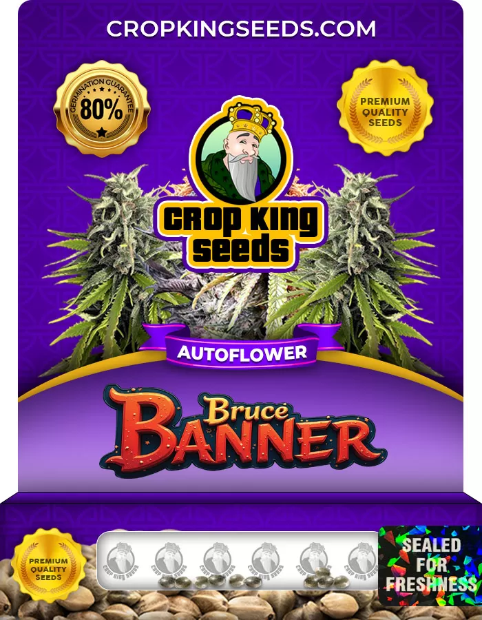 OG Kush Autoflower Seeds – Fast 20–24 % THC | Easy Grow