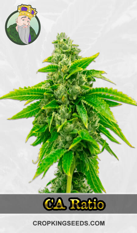 Buy Marijuana CBD Seeds - Crop King Seeds