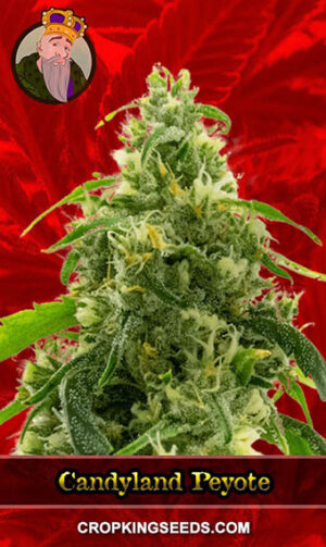 Buy Candyland Peyote Strain Feminized Marijuana Seeds | Crop King Seeds