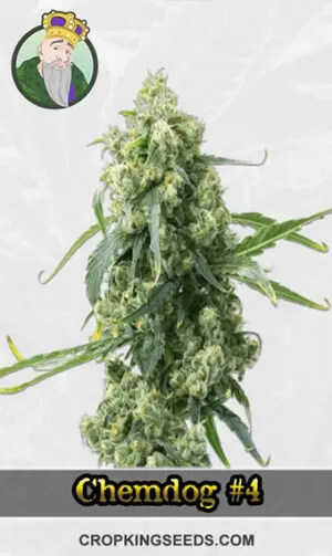 Buy CBD Chemdog #4 Strain Feminized Marijuana Seeds | Crop King Seeds