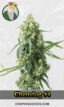 Buy CBD Chemdog #4 Strain Feminized Marijuana Seeds | Crop King Seeds
