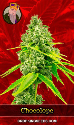 Buy Chocolope Strain Feminized Marijuana Seeds | Crop King Seeds