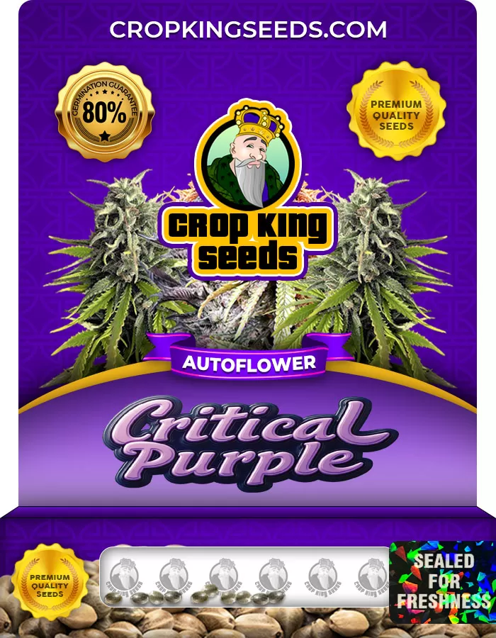 Critical Purple Autoflower Seeds – Fast Purple Yields | 20‑25% THC