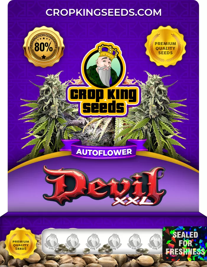 Devil XXL Autoflower Seeds – 20% THC, Easy 8–10 Wk Harvest