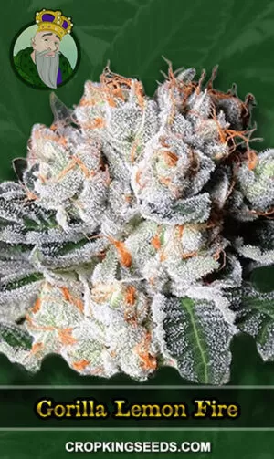 Buy Tuna Kush Regular Marijuana Seeds | Crop King Seeds