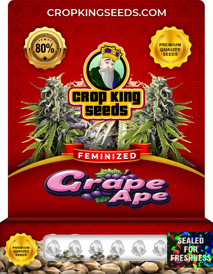 Grape Ape Feminized Marijuana Seeds | Crop King Seeds