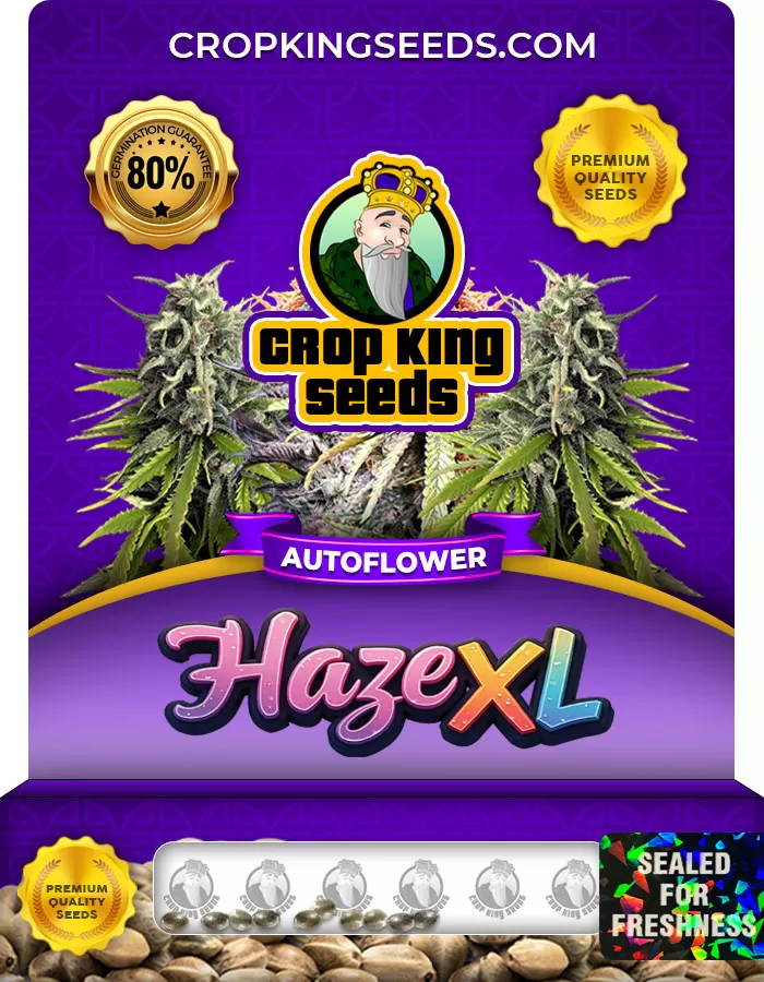 Haze XL Autoflower Seeds – Fast‑Flowering Sativa | 21 % THC