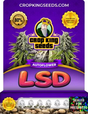 LSD Autoflower Seeds – Fast, Potent 23% THC | Autoflower