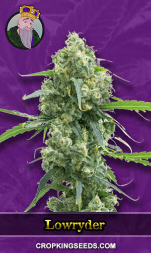 Buy Lowryder Strain Autoflower Marijuana Seeds | Crop King Seeds