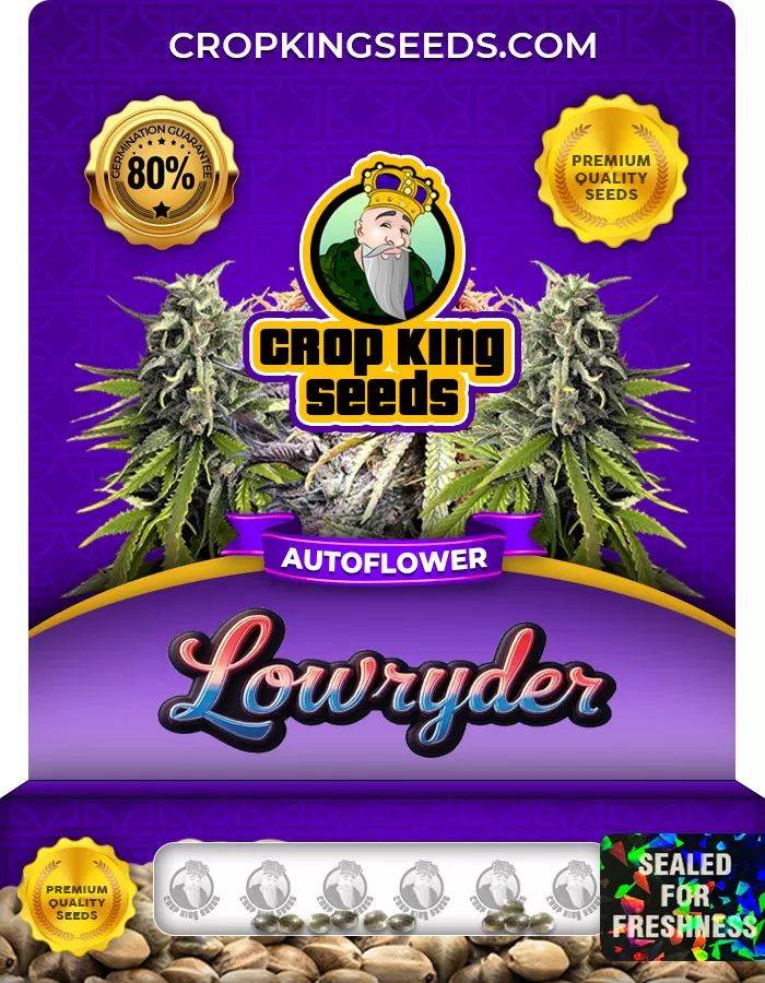 Lowryder Autoflower Seeds – 12–15% THC | Easy, Fast Growing