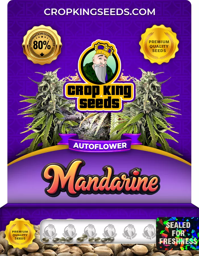 Mandarine Autoflower Seeds – Fast Citrus Flavor | 18–20% THC