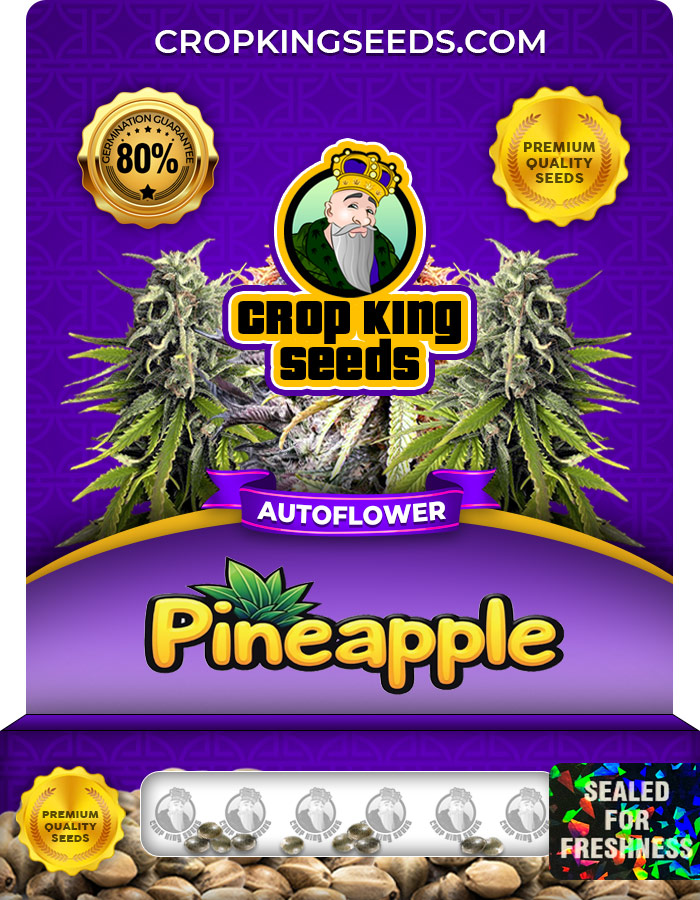 Pineapple Autoflower Seeds – Tropical 20 % THC | Easy Grow