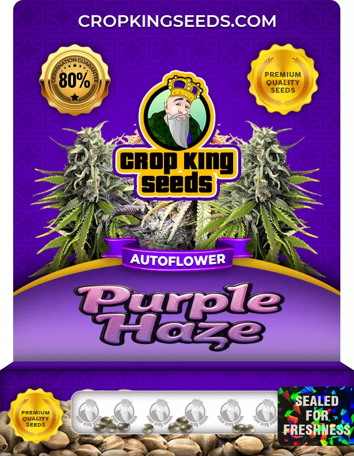 Purple Haze Autoflower Seeds – Uplifting Sativa | 15‑17 % THC