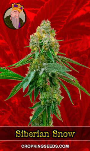 Buy Siberian Snow Strain Feminized Marijuana Seeds | Crop King Seeds