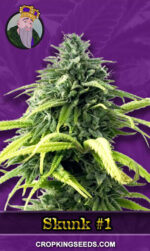 BUY Skunk #1 Strain Autoflowering Marijuana Seeds | Crop King Seeds