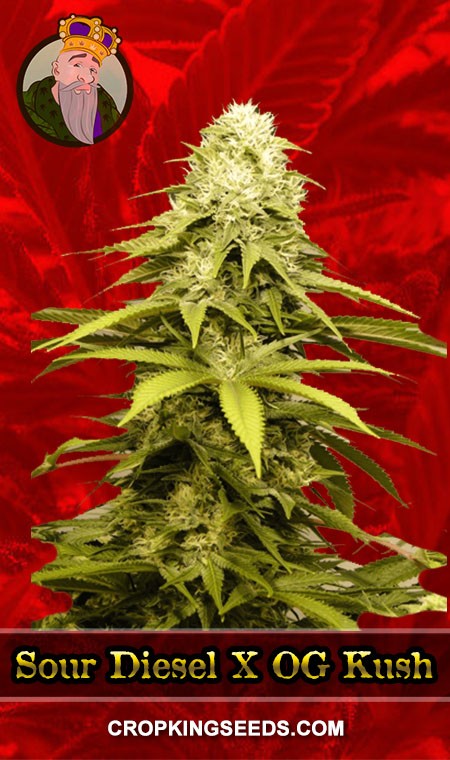 BUY Sour Diesel X OG Kush Feminized Marijuana Seeds BUY Sour Diesel X OG Kush Feminized Marijuana Seeds