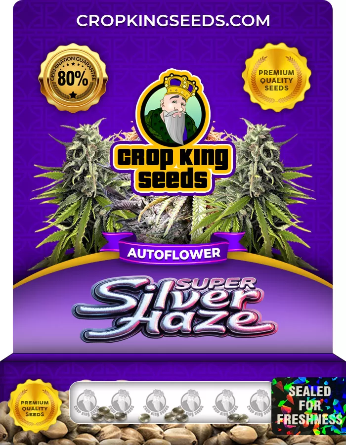 Super Silver Haze Autoflower Seeds – Energetic 17–19% THC | Easy Grow