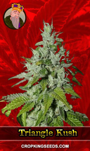 Buy Triangle Kush Feminized Marijuana Seeds | Crop King Seeds