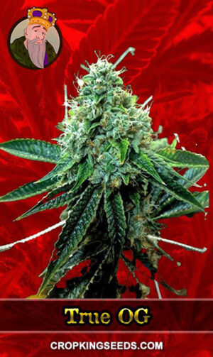 Buy True OG Strain Feminized Marijuana Seeds | Crop King Seeds