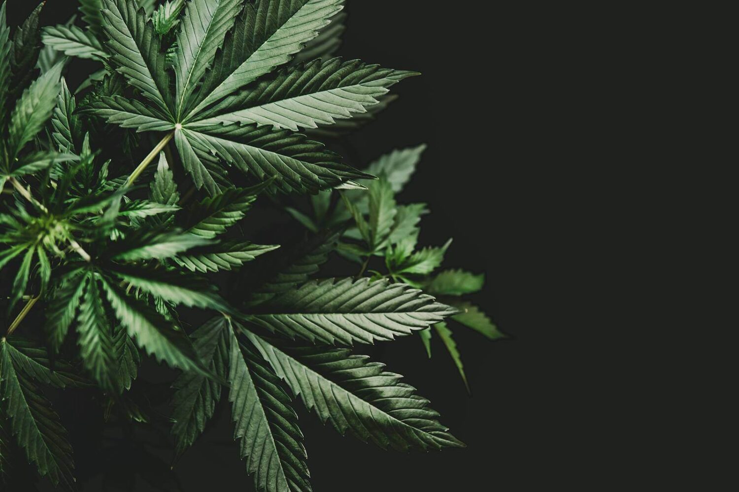 Different Names for Weed Every Stoner Should Know