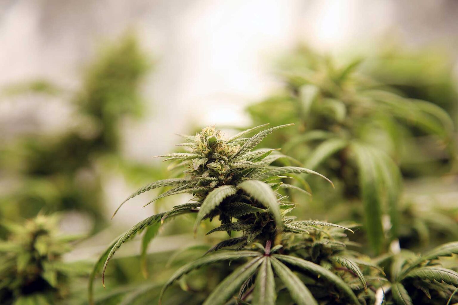 Ruderalis Strains - What are They?