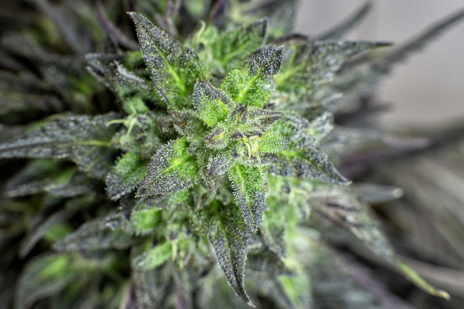 What is Kush and The Reasons Why It's So Popular