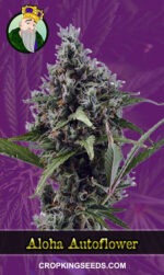 Buy Aloha Strain Autoflowering Marijuana Seeds | Crop King Seeds