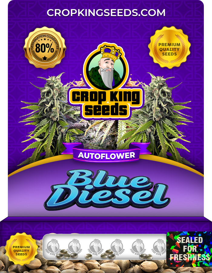 Blue Diesel Autoflowering Marijuana Seeds | Crop King Seeds