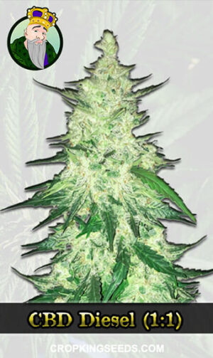 Buy CB Dream Strain Marijuana Seeds | Crop King Seeds