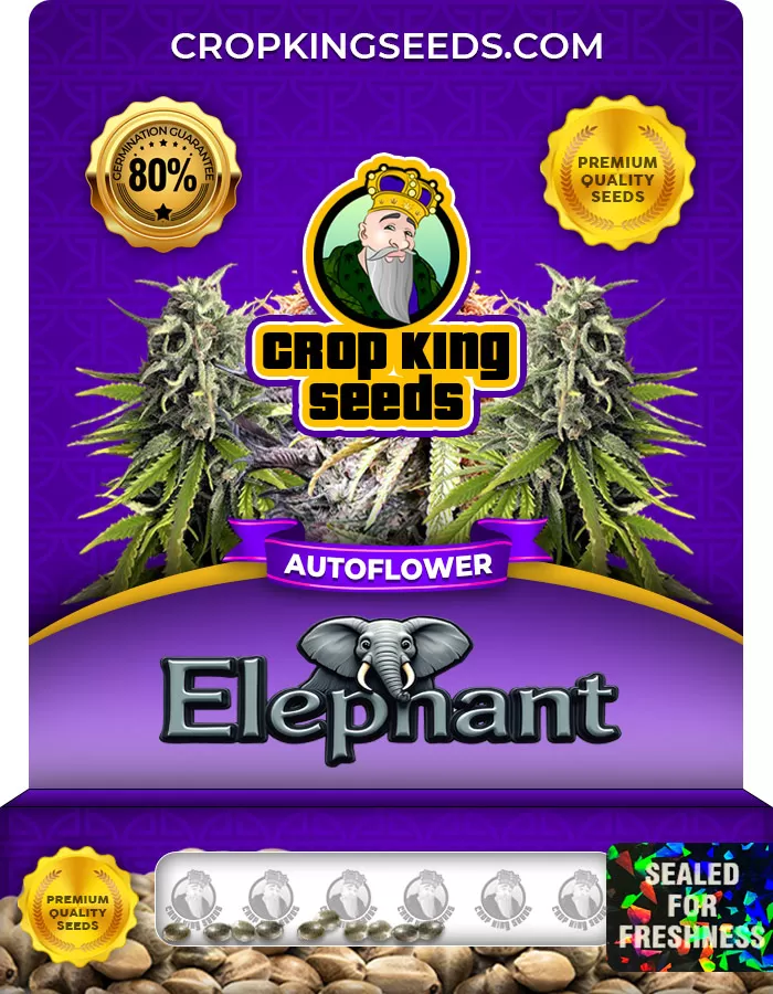 Elephant Autoflower Seeds – Fast & Tropical Aroma | 18‑20% THC