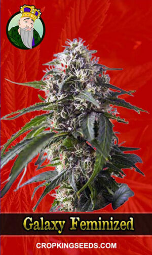 Buy Galaxy Strain Feminized Marijuana Seeds | Crop King Seeds