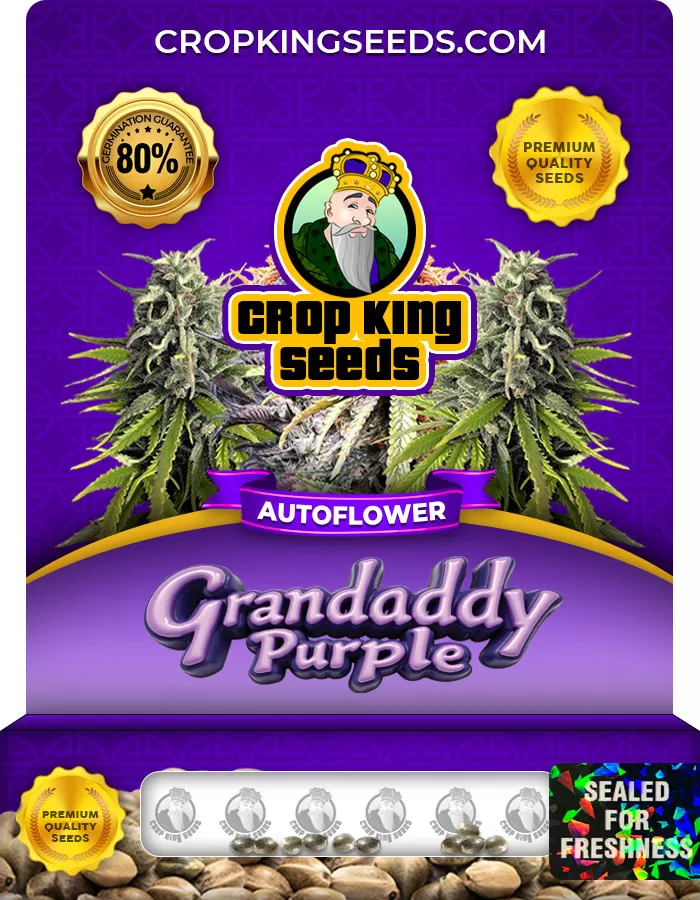 Granddaddy Purple Autoflower Seeds – Compact 16–19 % THC, 9–10 weeks